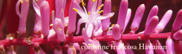 How To Grow Stunning Cordyline (Ti) Plants: For House And Garden ⋆ ...