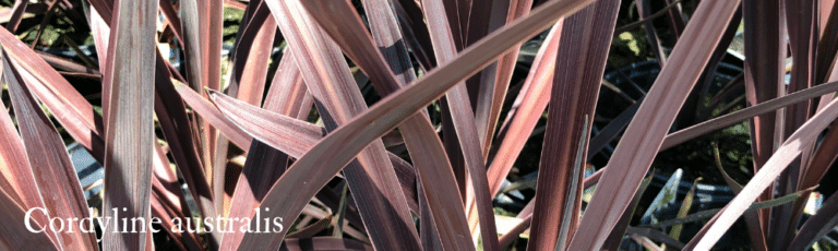 How To Grow Stunning Cordyline (Ti) Plants: For House And Garden ⋆ ...