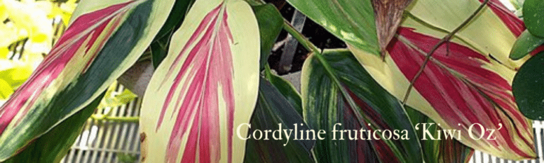 How To Grow Stunning Cordyline (Ti) Plants: For House And Garden ⋆ ...