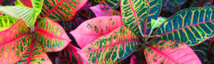 The New Tropical Gardener's Guide To Lush Foliage Plants ⋆ Roots and Maps