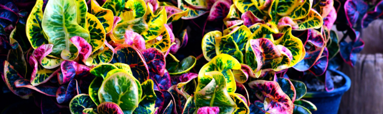 Vibrant Varieties of Croton-House and Garden: A Colorful Delight ⋆ ...
