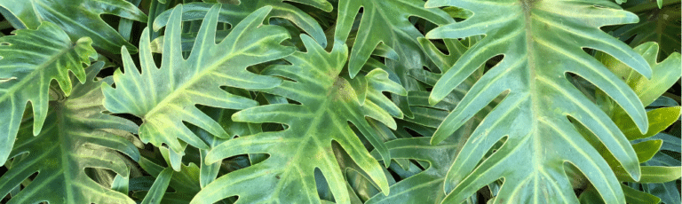 The New Tropical Gardener's Guide To Lush Foliage Plants ⋆ Roots and Maps