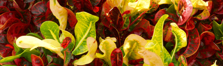 Vibrant Varieties of Croton-House and Garden: A Colorful Delight ⋆ ...