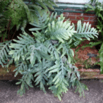 Tropical Fern for House and Garden: A Guide to Selecting and Growing ⋆ ...
