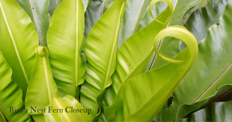 Grow Bird's Nest Ferns: Adding Tropical Vibes to Your Space ⋆ Roots and ...