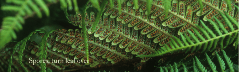 Tropical Fern for House and Garden: A Guide to Selecting and Growing ⋆ ...