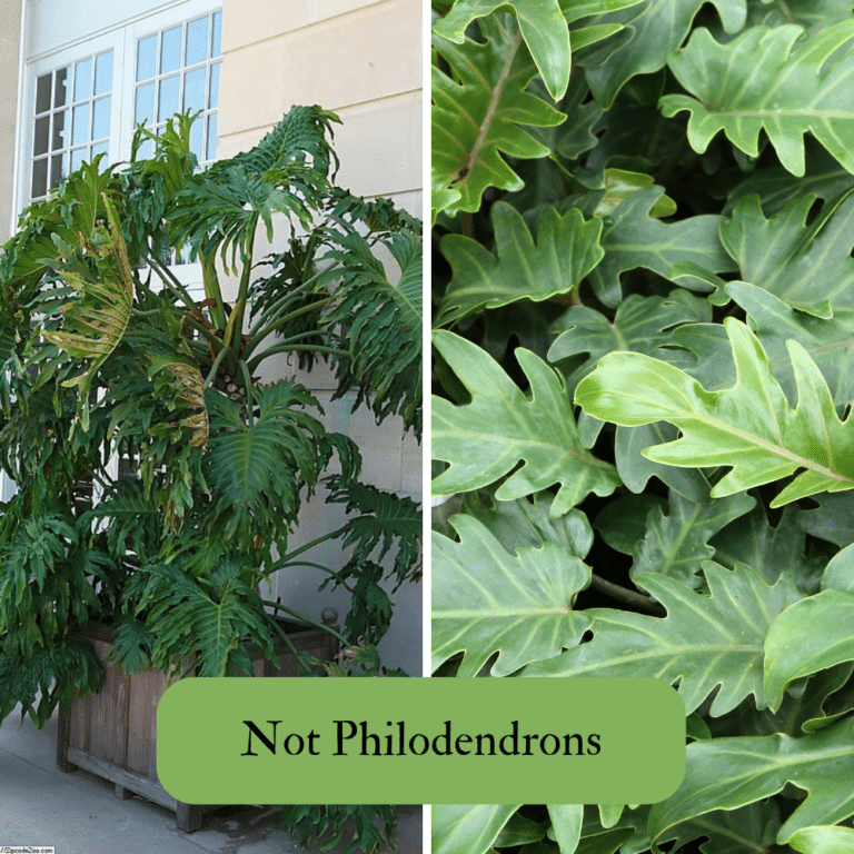 Large-Leaf Philodendron For House And Garden ⋆ Roots and Maps