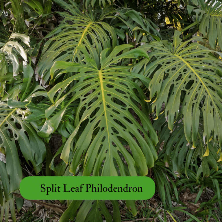 Large-Leaf Philodendron For House And Garden ⋆ Roots and Maps