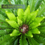 Grow Bird's Nest Ferns: Adding Tropical Vibes to Your Space ⋆ Roots and ...