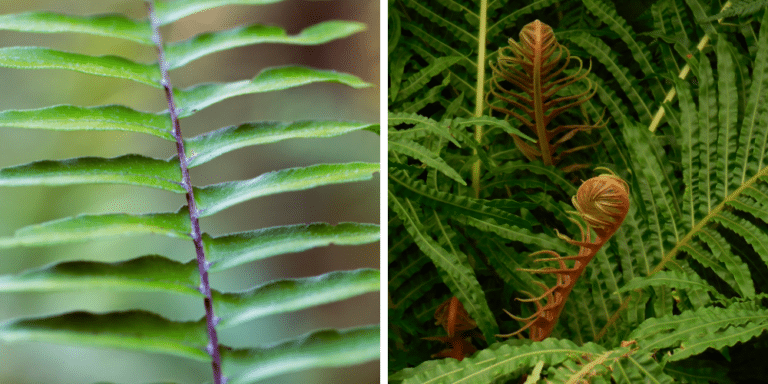 Tropical Fern for House and Garden: A Guide to Selecting and Growing ⋆ ...