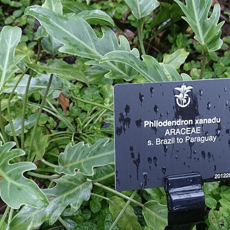 Large-Leaf Philodendron For House And Garden ⋆ Roots and Maps