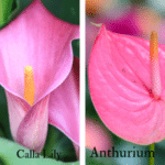 How Tropical Calla Lilies Will Enhance Your Home and Garden? ⋆ Roots ...