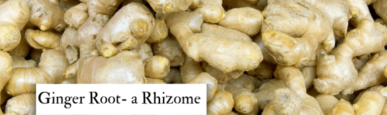 How Tropical Calla Lilies Will Enhance Your Home and Garden? ⋆ Roots ...