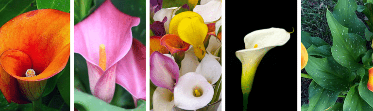 How Tropical Calla Lilies Will Enhance Your Home and Garden? ⋆ Roots ...