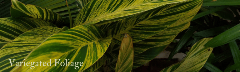 Grow Shell Ginger: With Seashell-Like Blooms ⋆ Roots and Maps