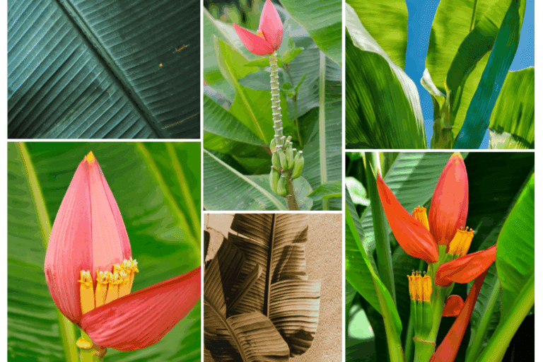Big Leaves, Bold Style: How To Grow Ornamental Banana ⋆ Roots and Maps
